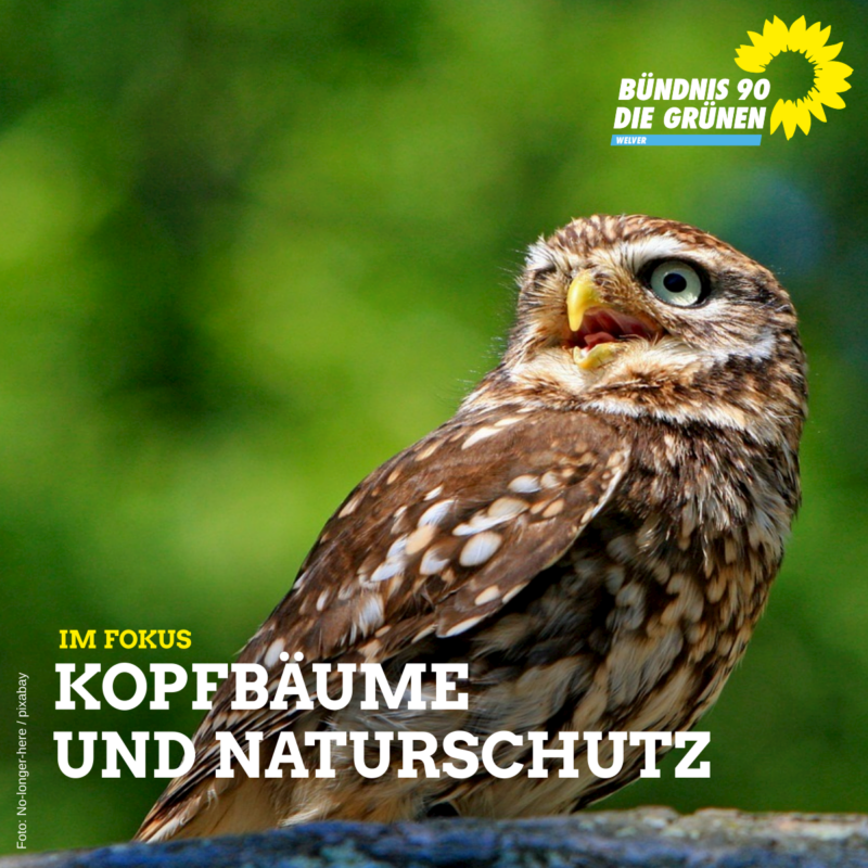 Kopfbäume und Naturschutz – BÜNDNIS 90/DIE GRÜNEN Welver